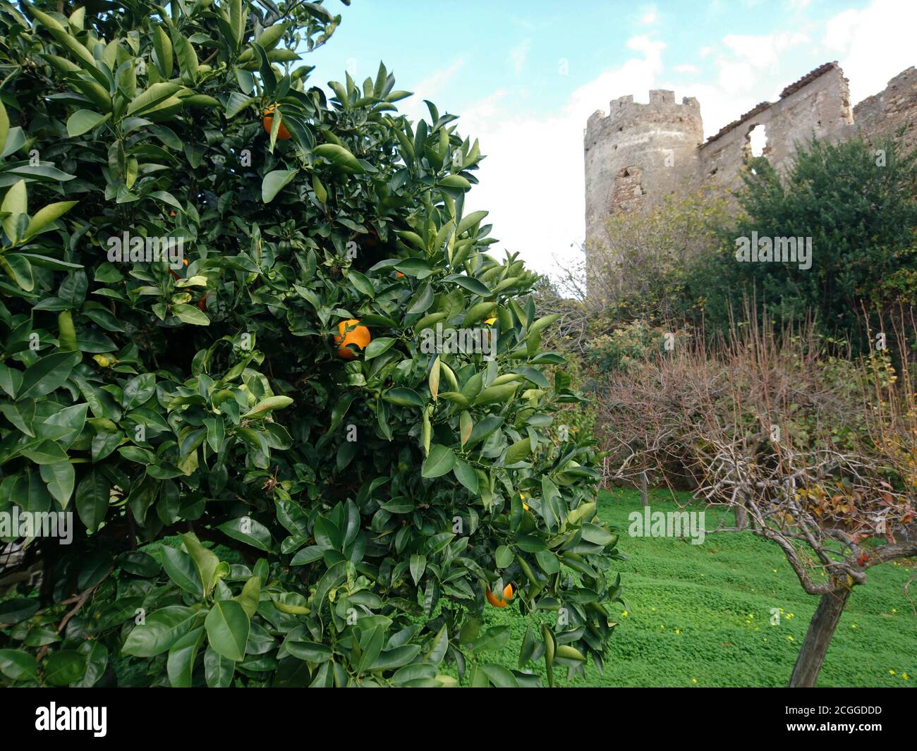 Italy - castle with orange tree Stock Photo - Alamy