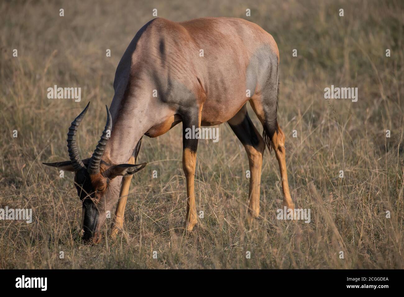 Woodland antelopes hi-res stock photography and images - Alamy