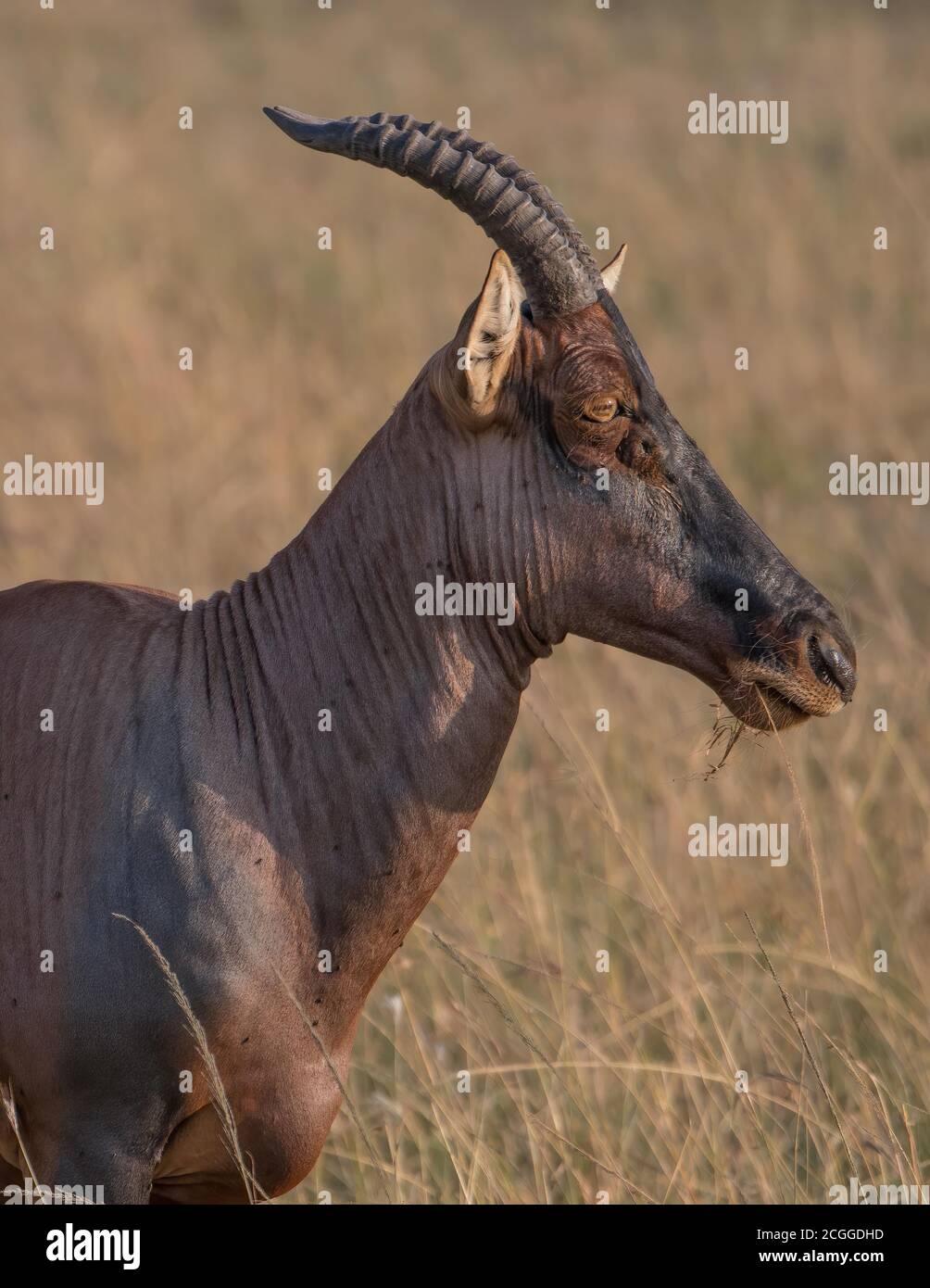 Hooved beasts hi-res stock photography and images - Alamy