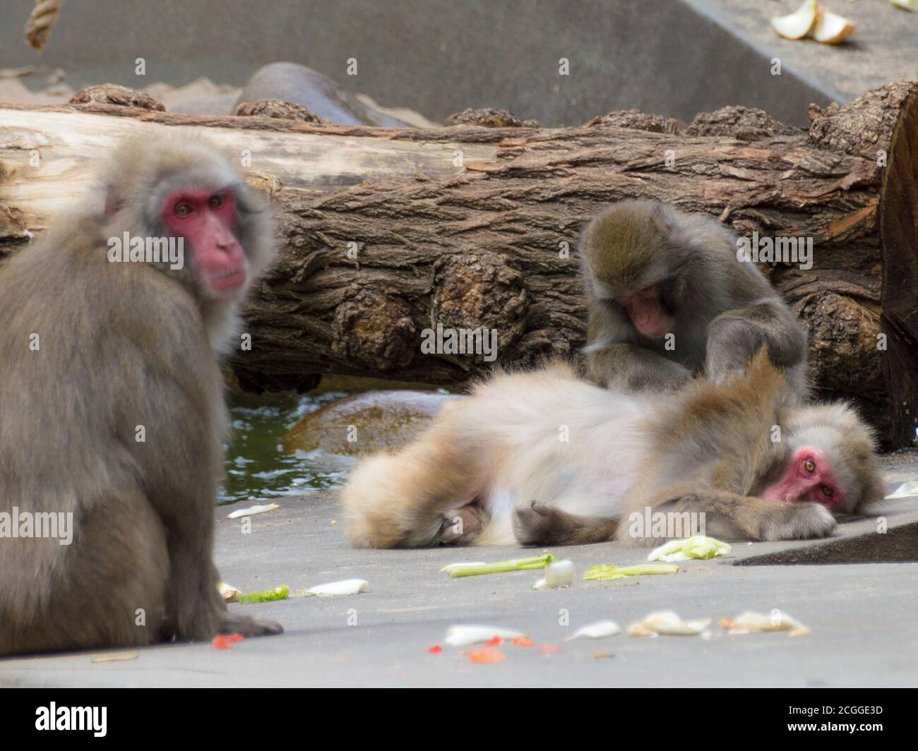 A Japanese Macaque (Macaca fuscata) getting groomed Stock Photo - Alamy