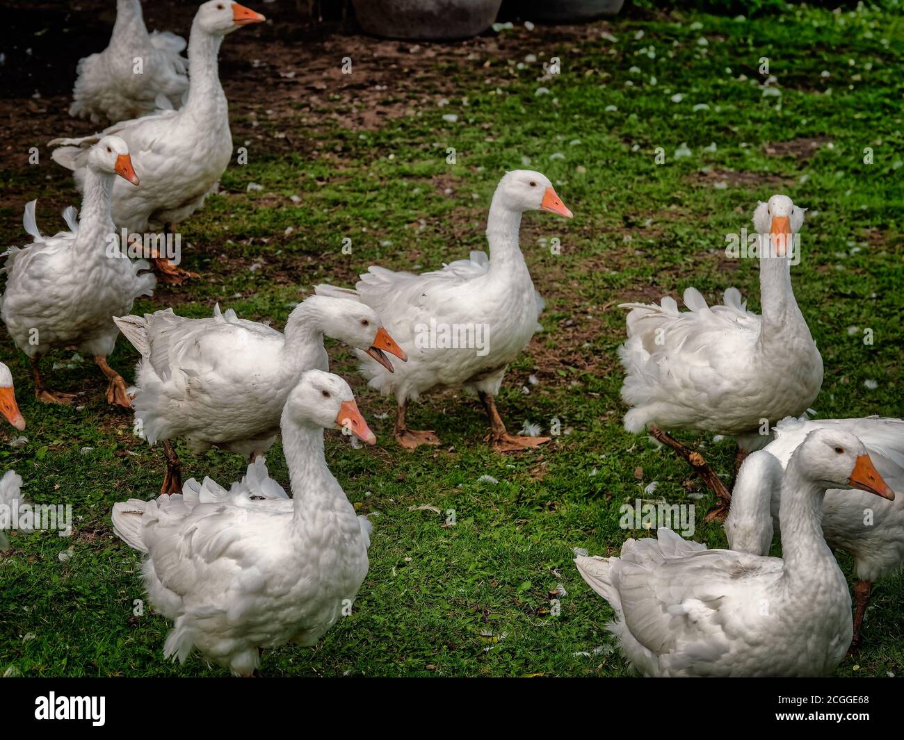 Family flock of geese hi-res stock photography and images - Alamy