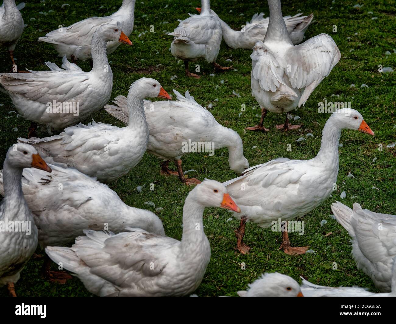 Flock of geese white background hi-res stock photography and images - Alamy