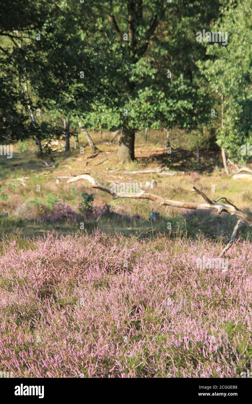 Mookerheide in Mook, the Netherlands Stock Photo - Alamy