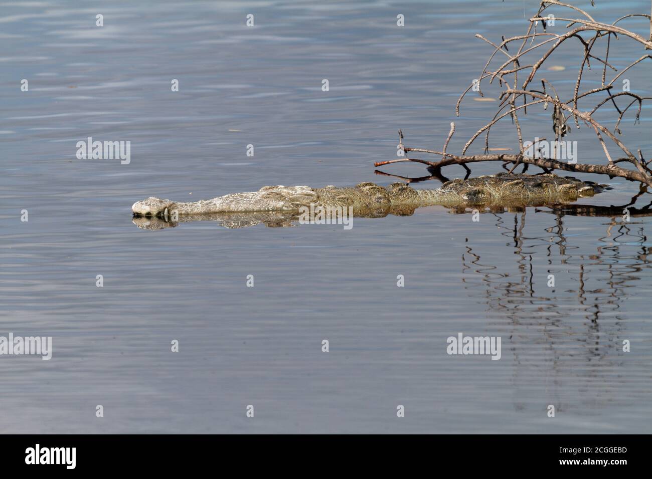 Hidden swamp lake hi-res stock photography and images - Alamy