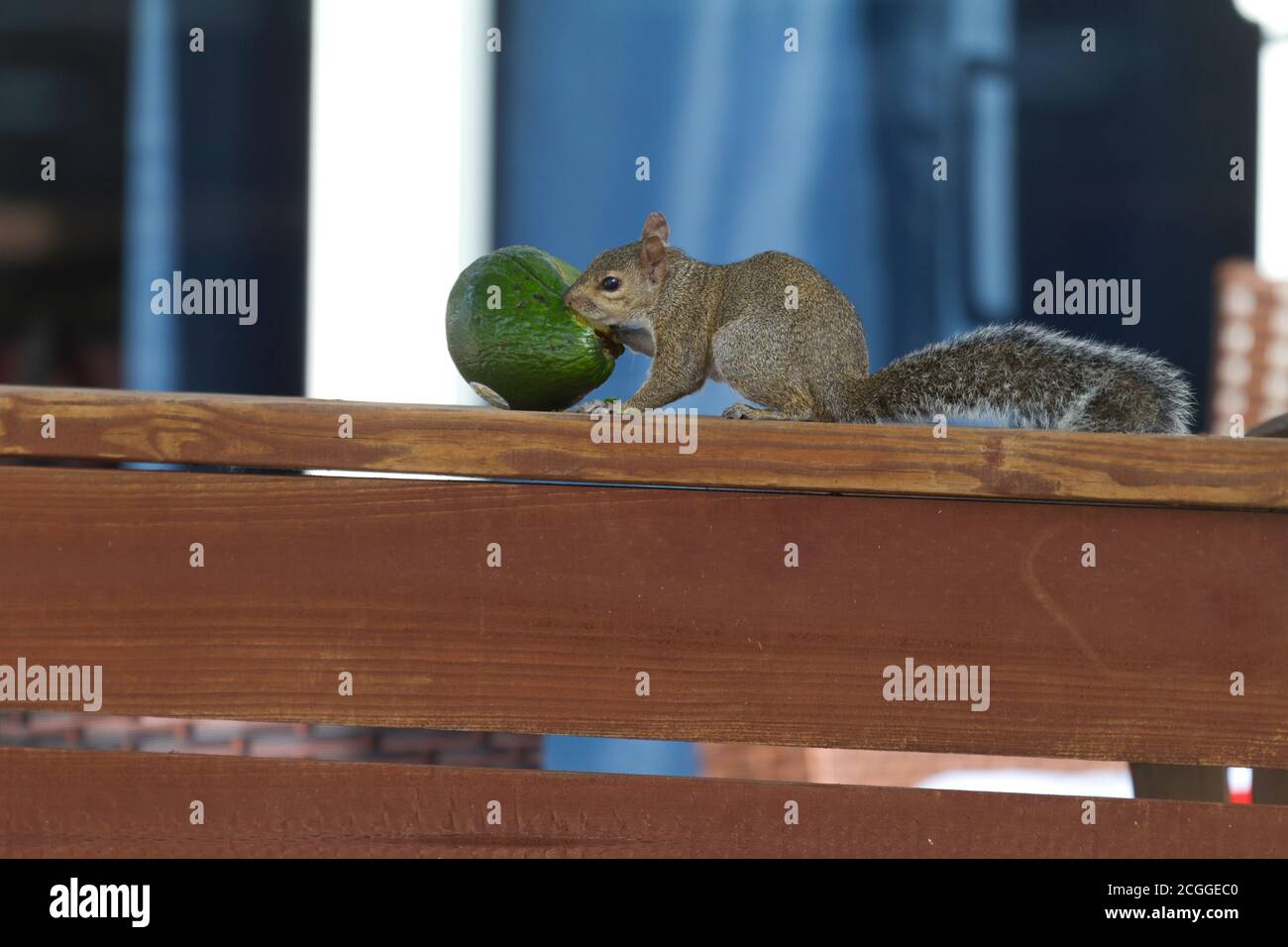 squirrel stealing food Stock Photo - Alamy