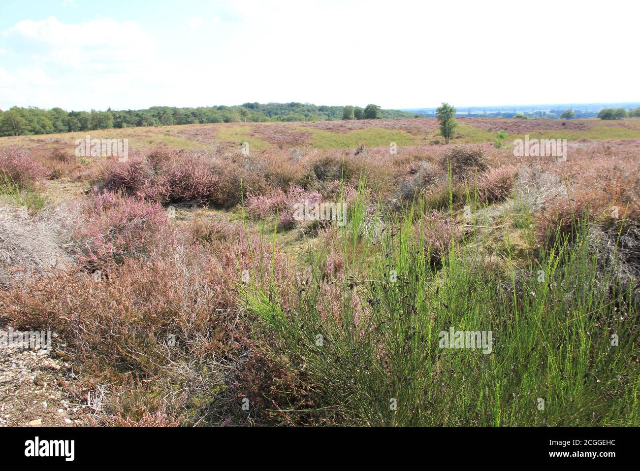 Mookerheide in Mook, the Netherlands Stock Photo - Alamy
