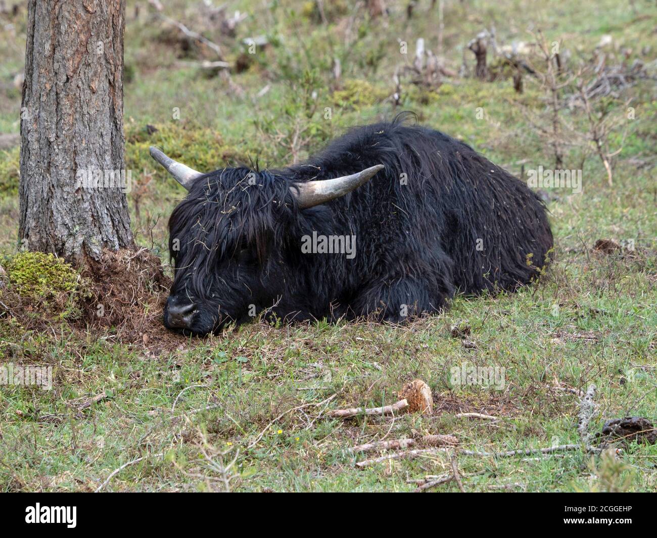 Highlander scotland hairy cow yak detail close up Stock Photo - Alamy
