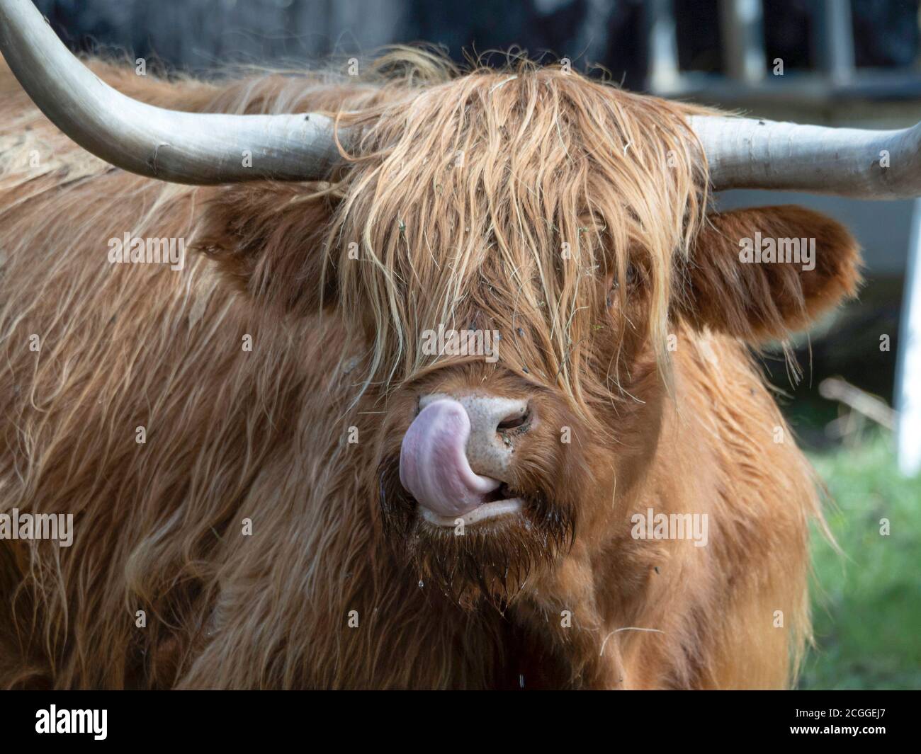 Highlander scotland hairy cow yak detail close up Stock Photo - Alamy