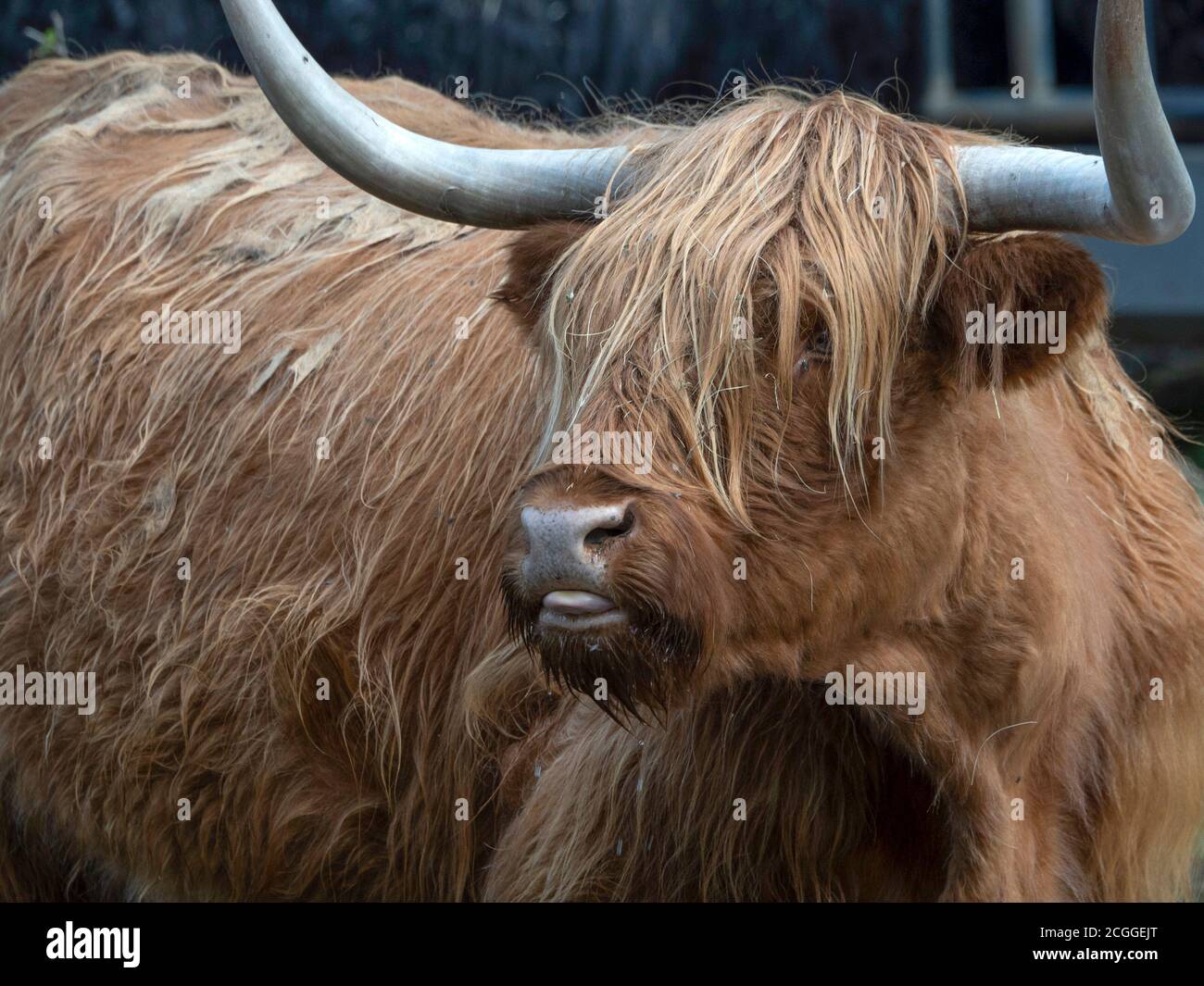 Highlander scotland hairy cow yak detail close up Stock Photo - Alamy