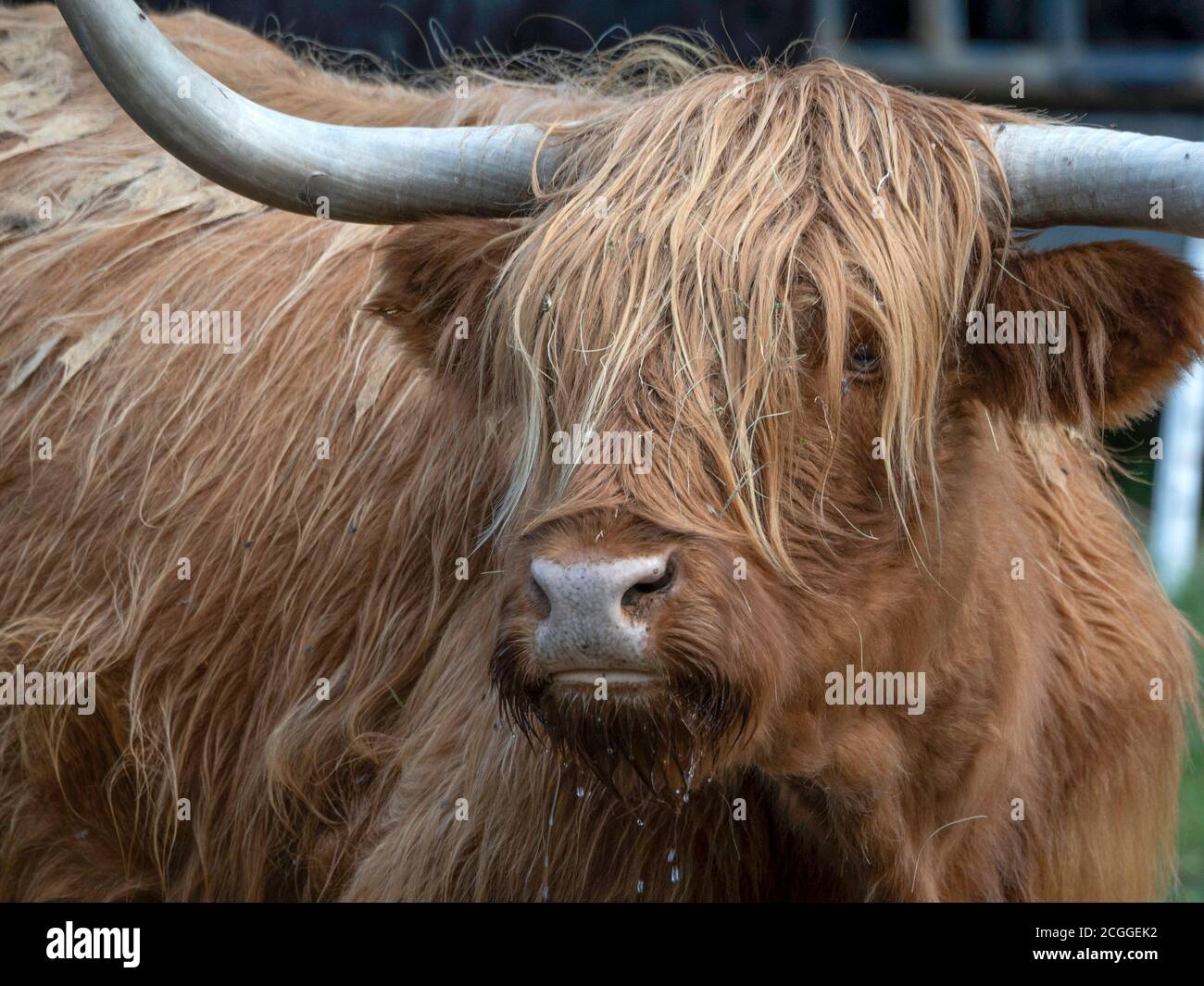 Highlander scotland hairy cow yak detail close up Stock Photo - Alamy