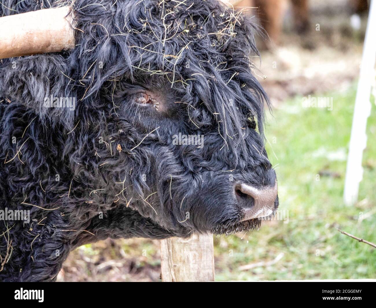 Highlander scotland hairy cow yak detail close up Stock Photo - Alamy