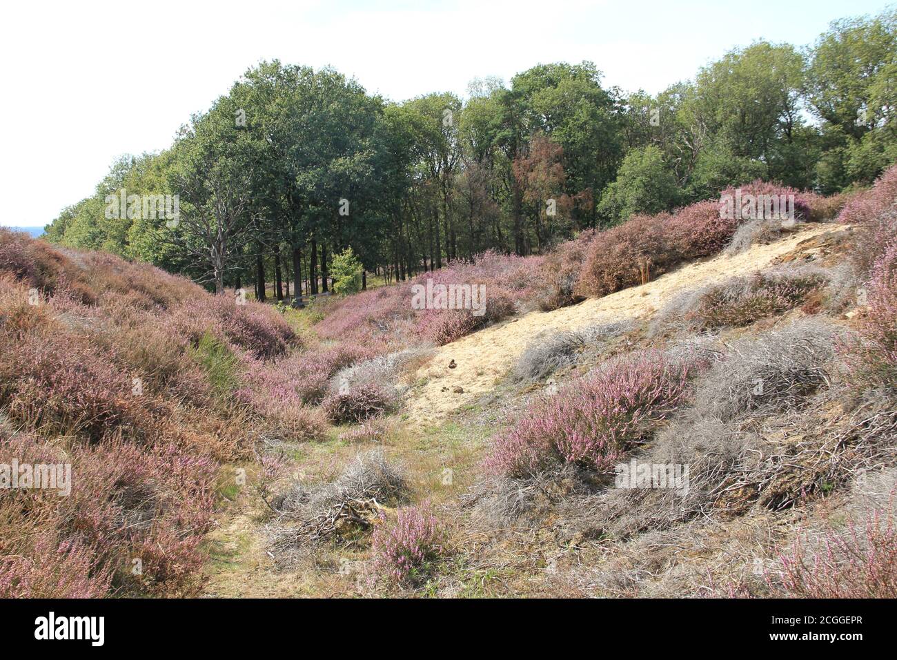Mookerheide in Mook, the Netherlands Stock Photo - Alamy