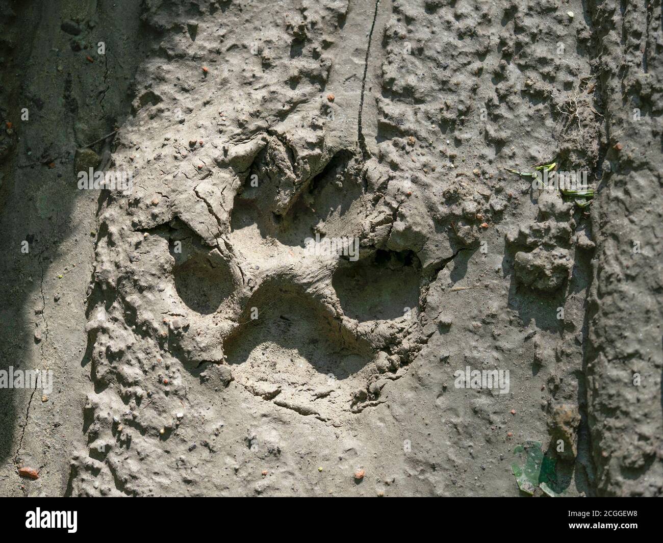 Wolf paw print hi-res stock photography and images - Alamy