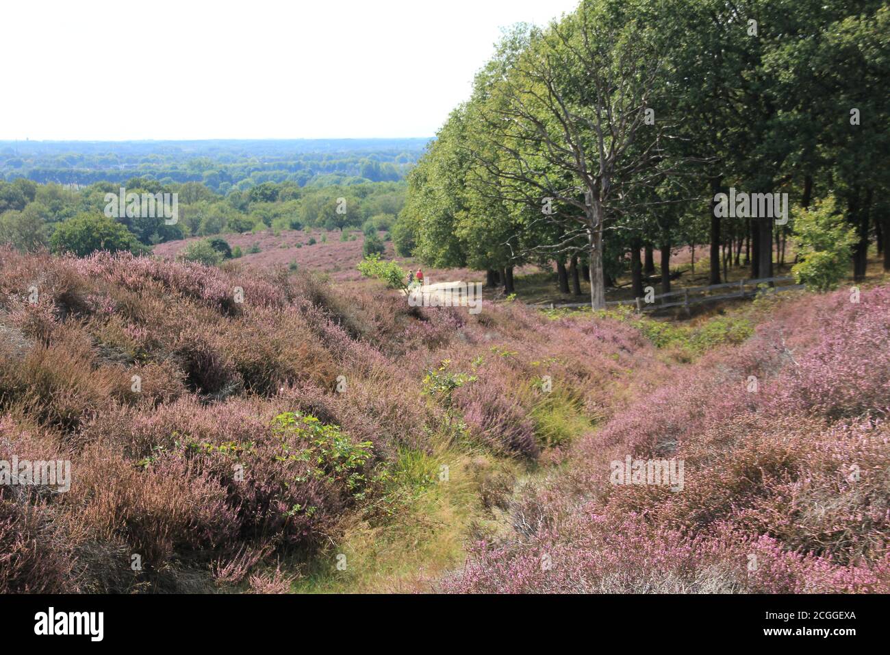 Mookerheide in Mook, the Netherlands Stock Photo - Alamy