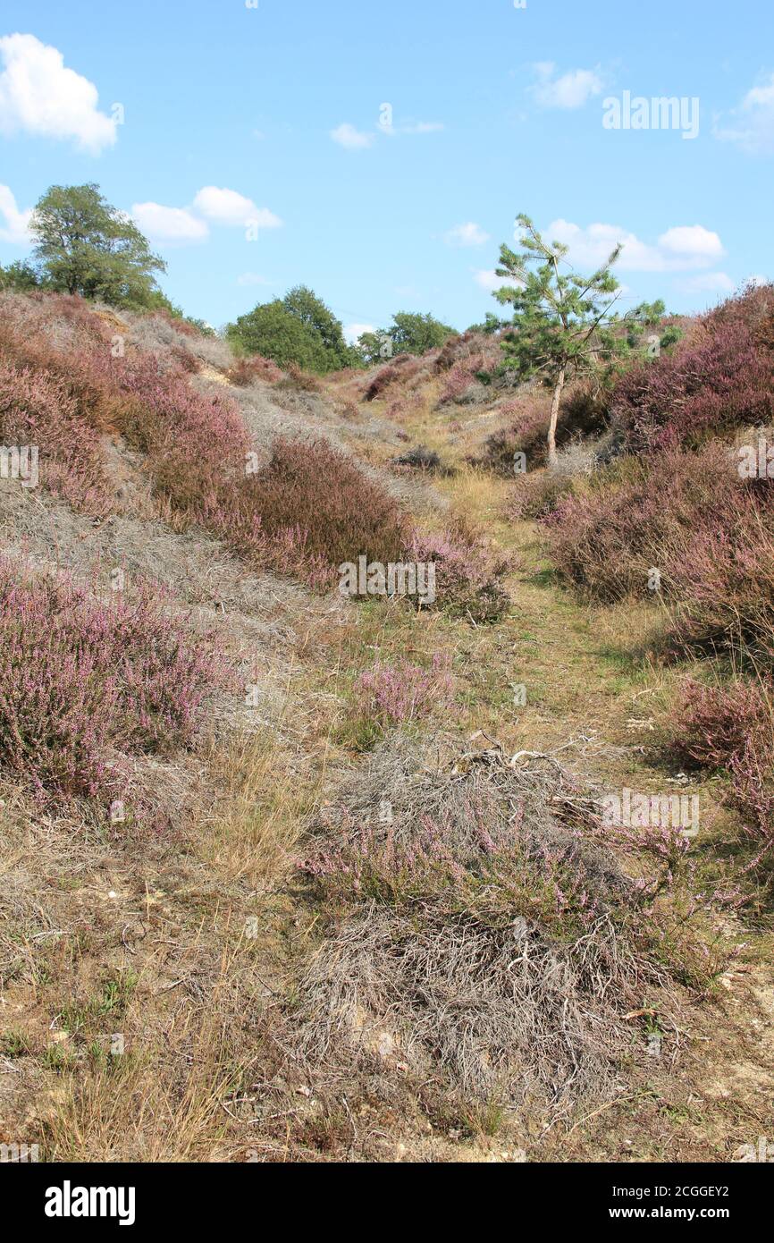 Mookerheide in Mook, the Netherlands Stock Photo - Alamy