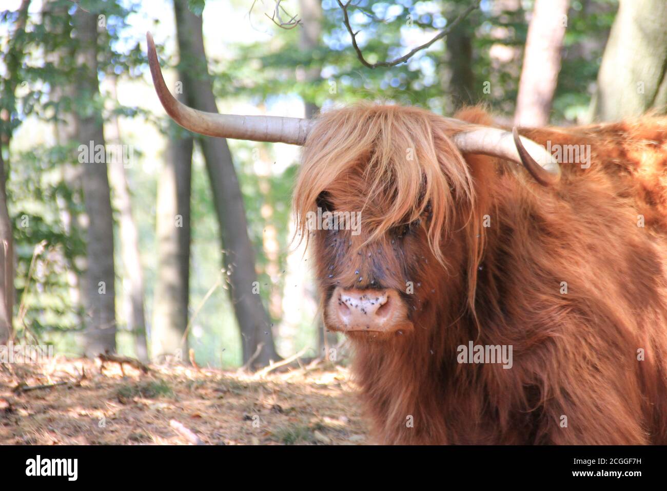 Mookerheide in Mook, the Netherlands Stock Photo - Alamy