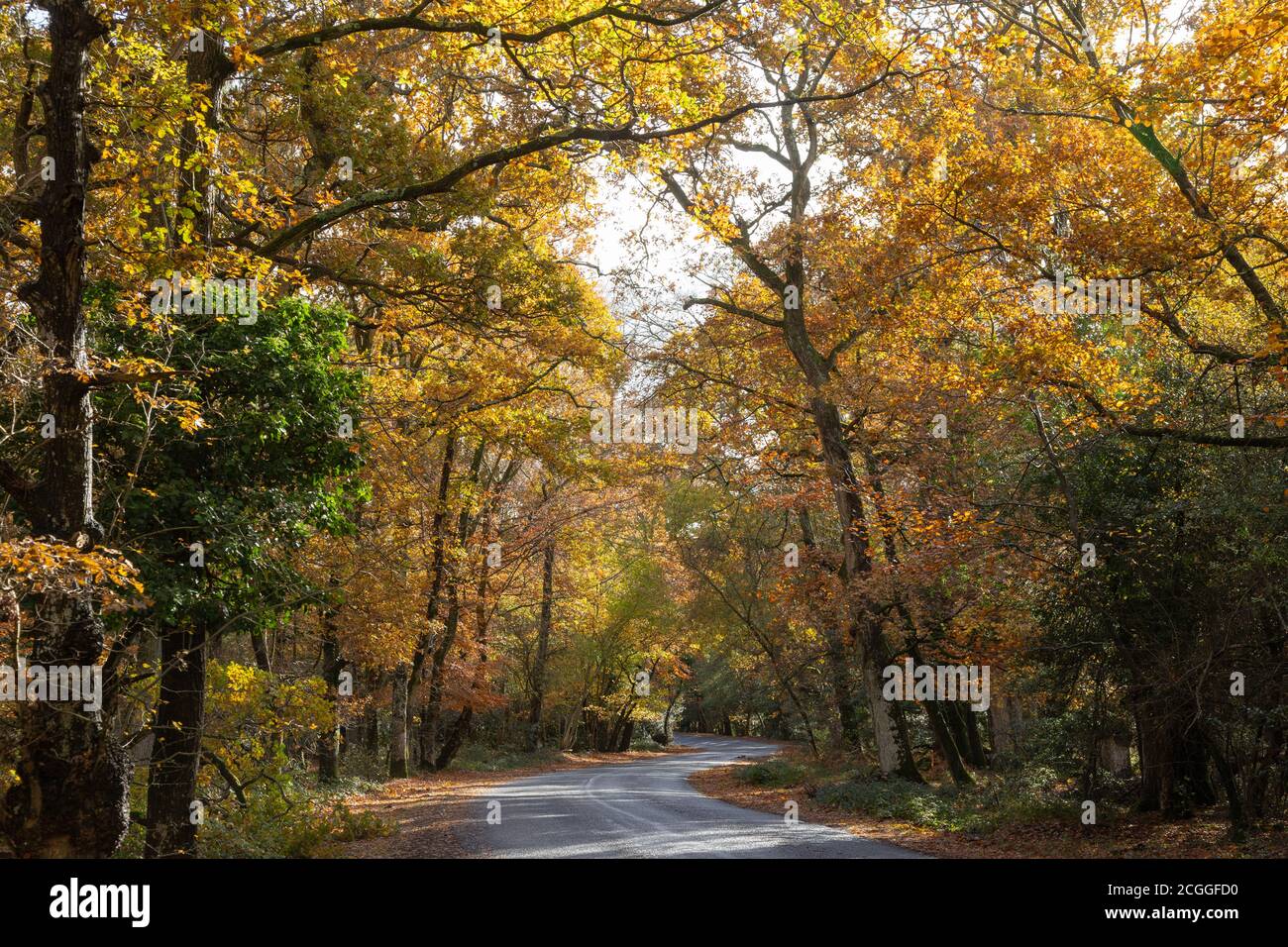 Trees in autumn colour, golden leaves in forest setting with winding ...