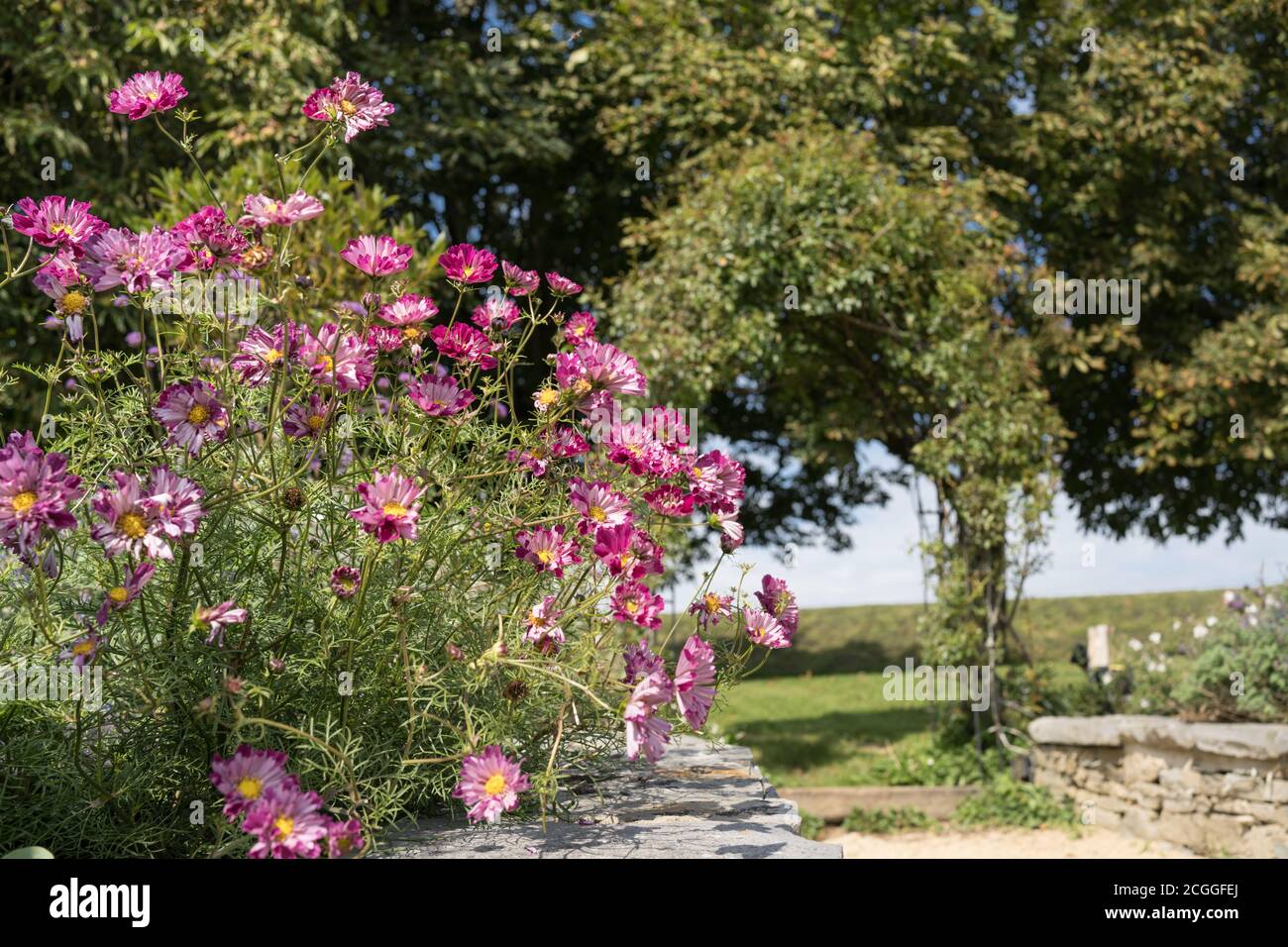 Rose Borders High Resolution Stock Photography and Images - Alamy
