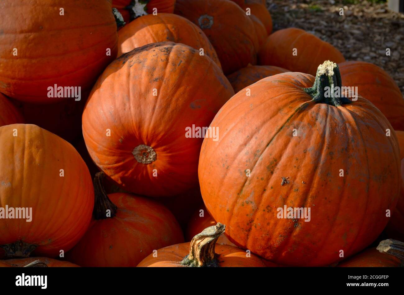 Big orange pumkins hi-res stock photography and images - Alamy