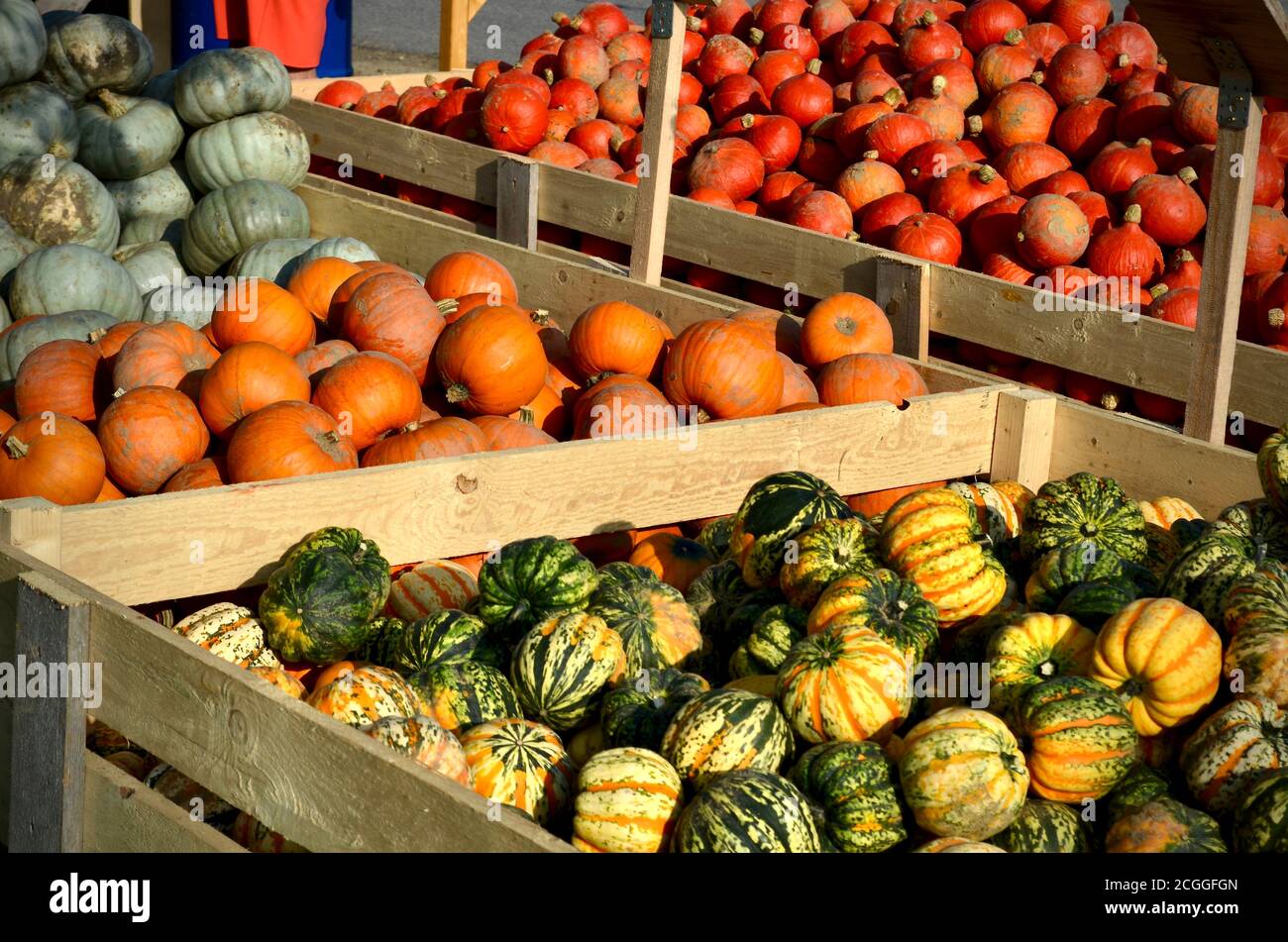 Pumpkins in boxes hi-res stock photography and images - Alamy
