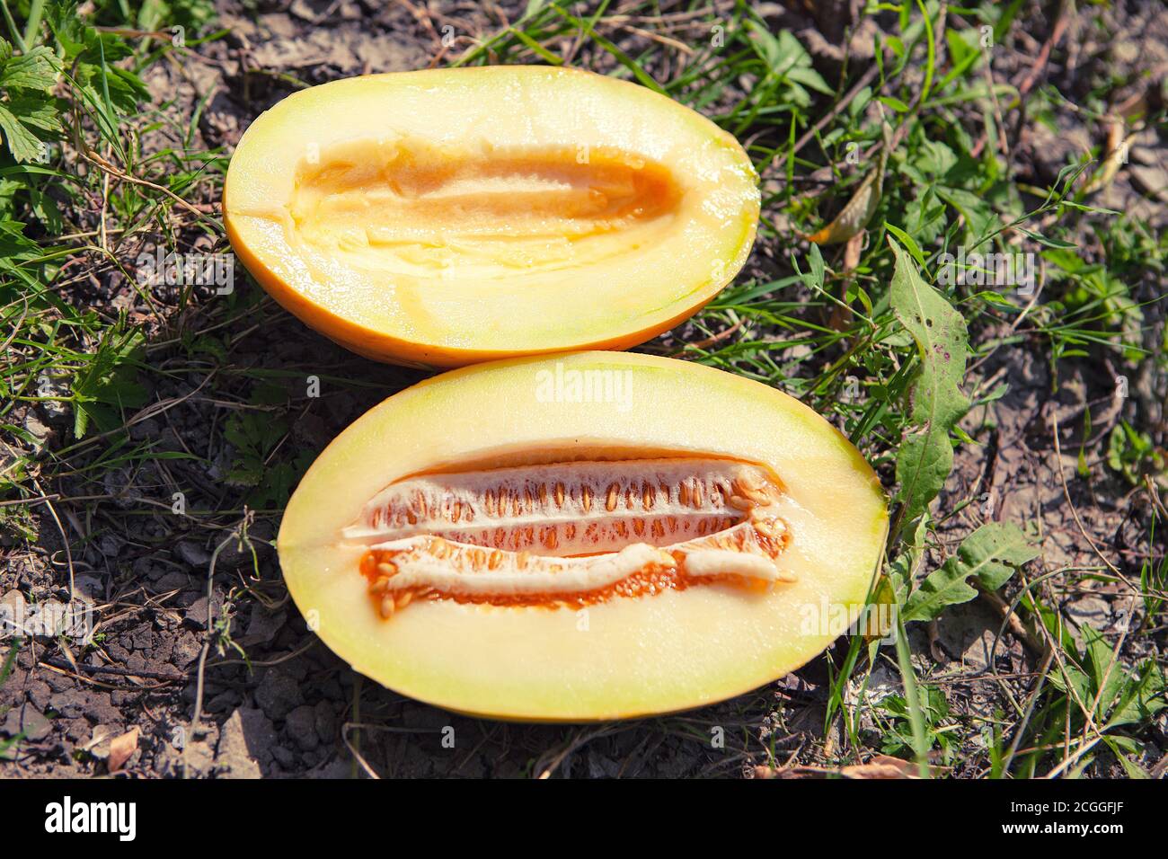 Fresh melon cut in half , ready to eat Stock Photo - Alamy