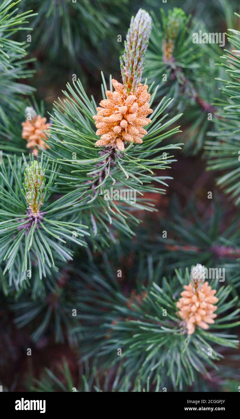 Fresh young shoots spring hi-res stock photography and images - Alamy