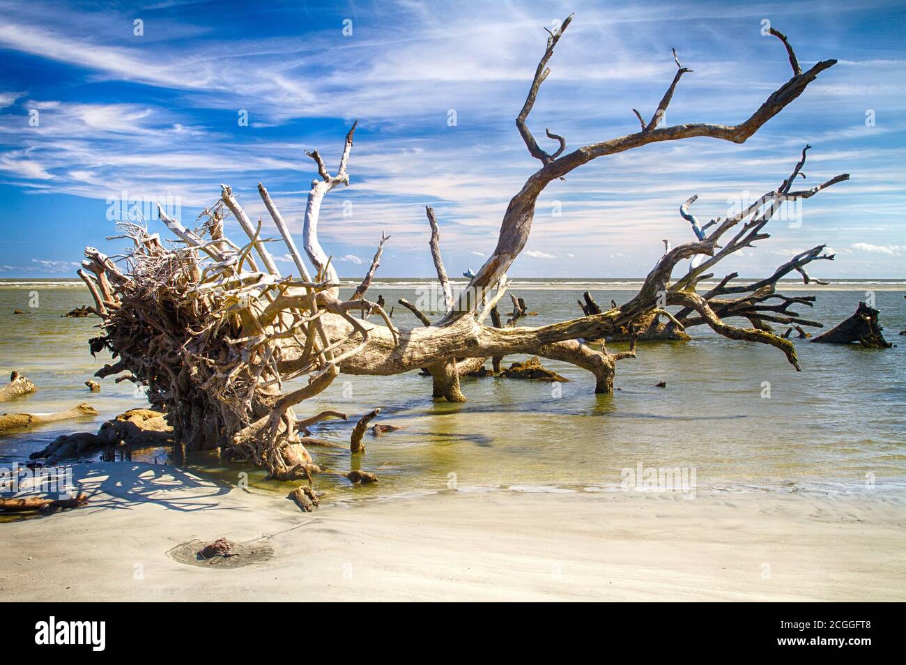 dead tree at the beach Stock Photo - Alamy