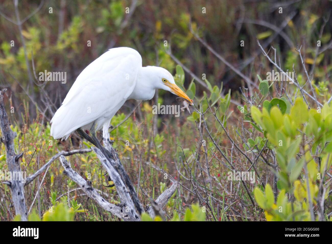 Bird catching frog hi-res stock photography and images - Alamy