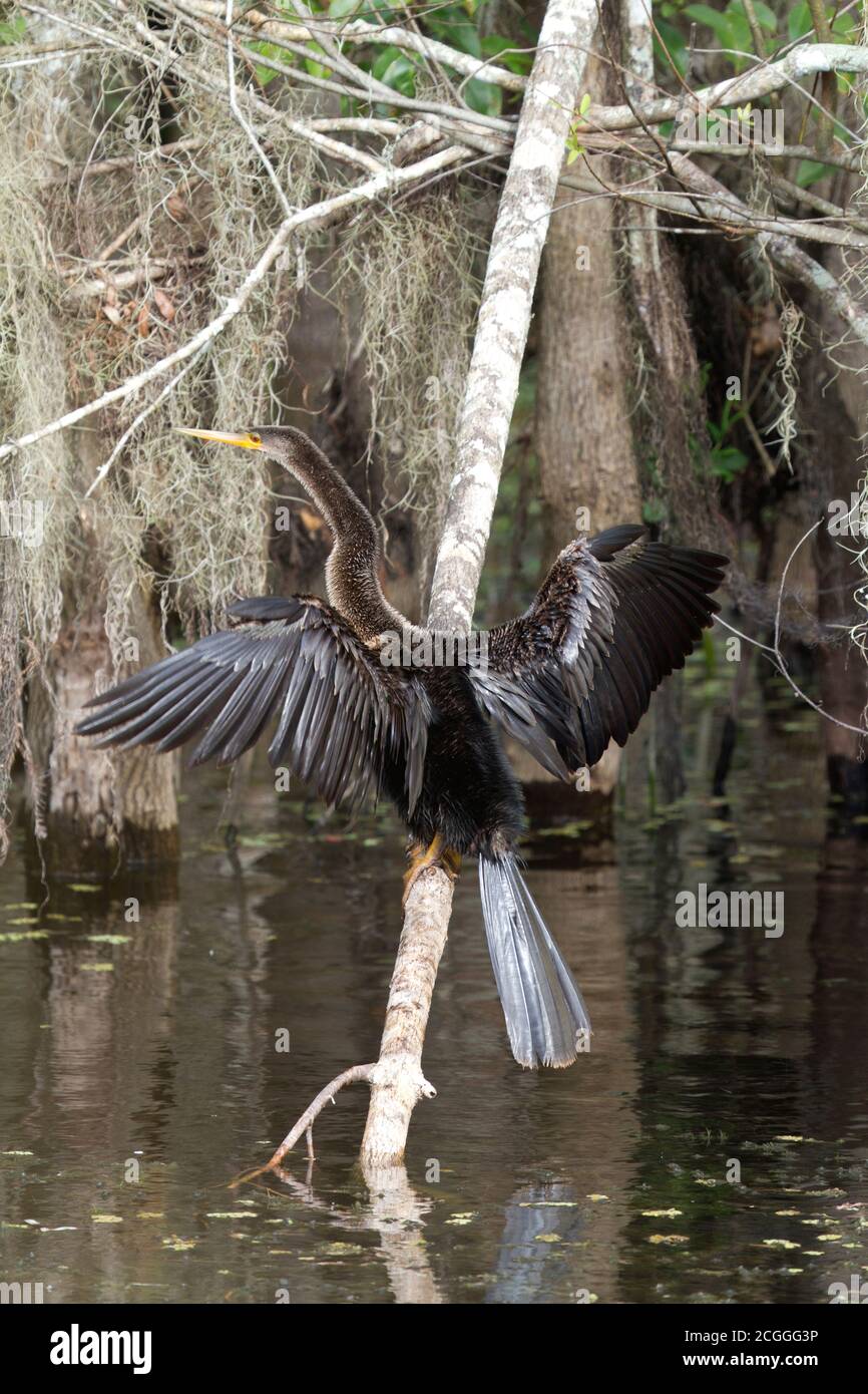 Stretching wings to dry hi-res stock photography and images - Alamy