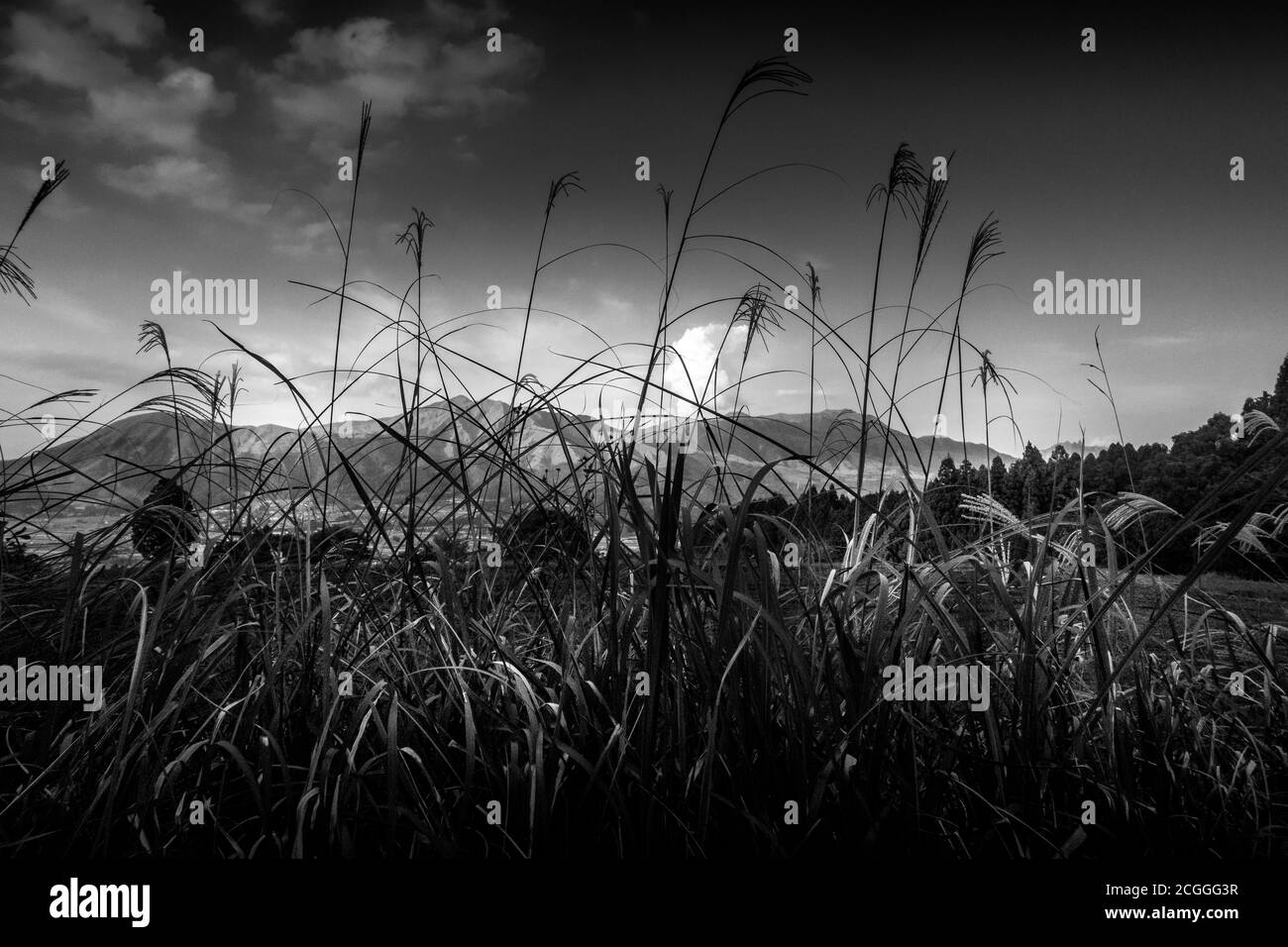Japanese mountain ash hi-res stock photography and images - Alamy