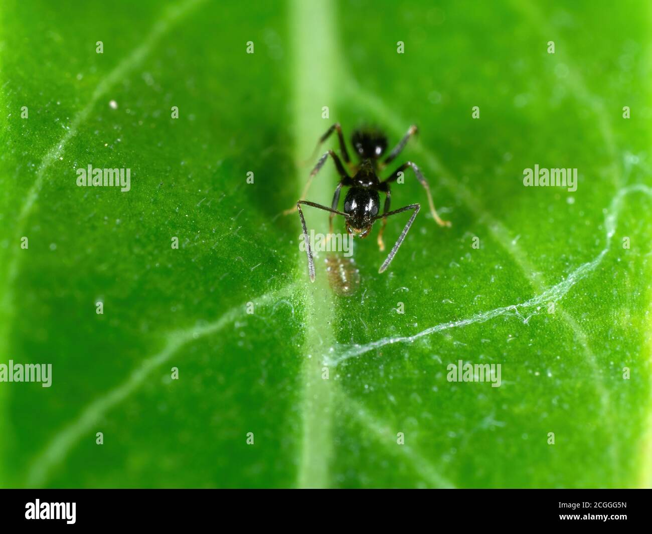 Macro Photography of Tiny Black Garden Ant with Scale Insect on Green ...