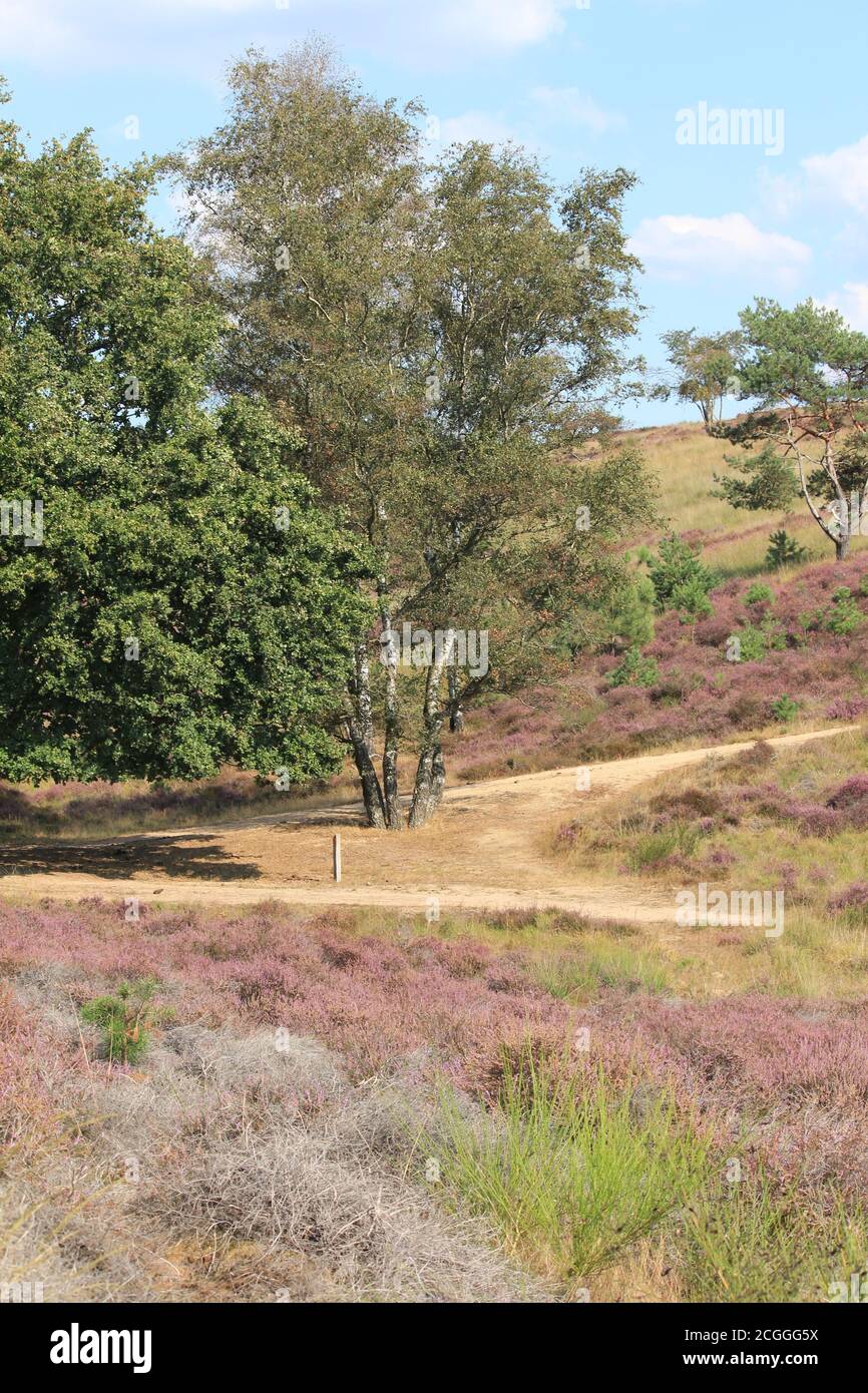 Mookerheide in Mook, the Netherlands Stock Photo - Alamy
