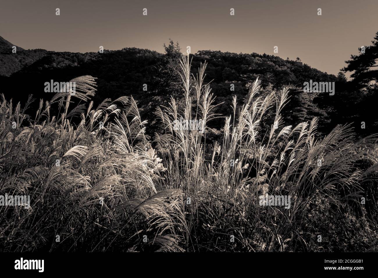 Japanese pampas grass field hi-res stock photography and images - Alamy