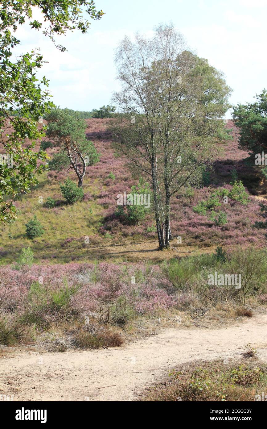 Mookerheide in Mook, the Netherlands Stock Photo - Alamy