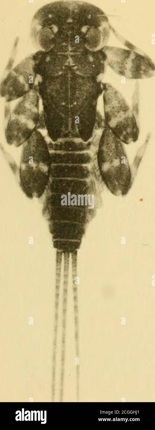 . Contributions to Canadian biology . a. 2. Fig.3 Stock Photo - Alamy