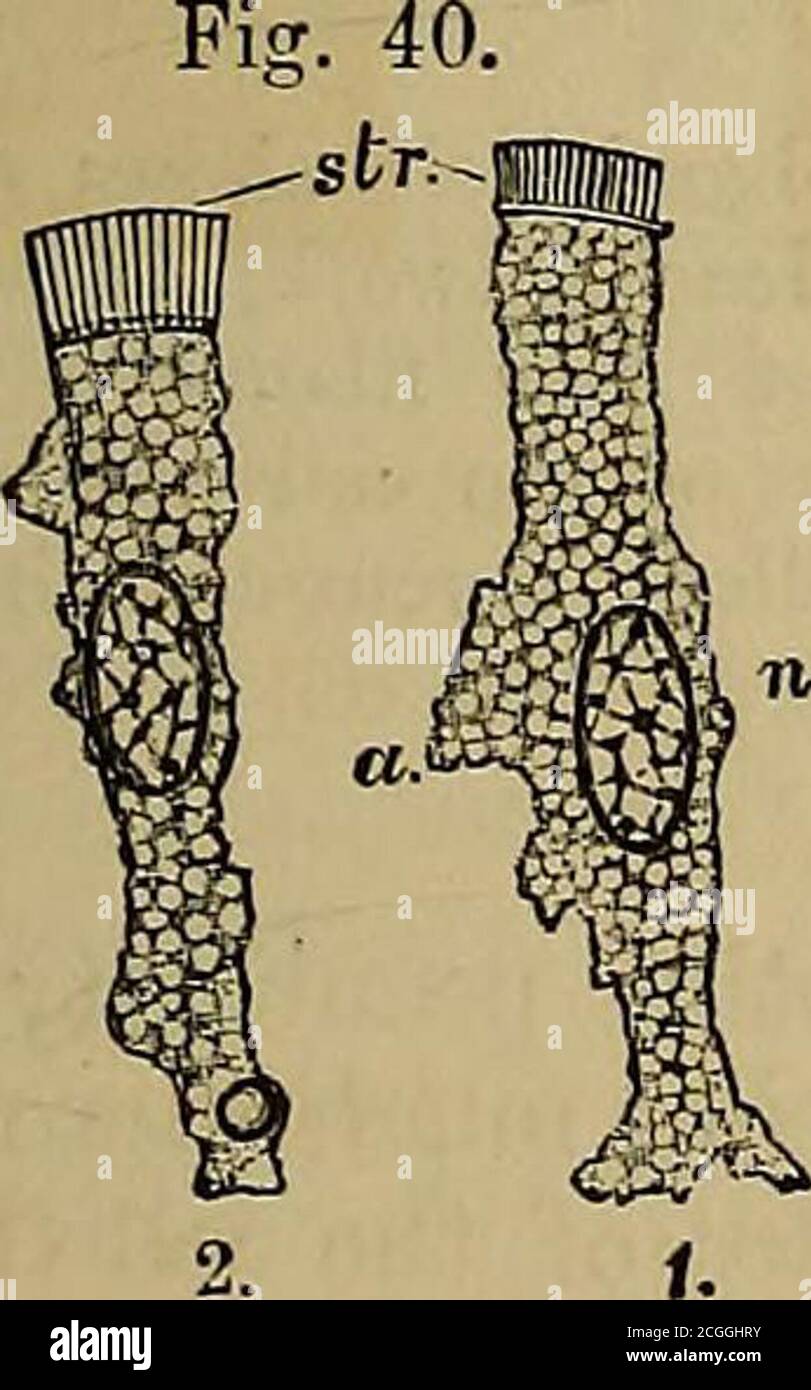 . Quain's elements of anatomy Stock Photo - Alamy