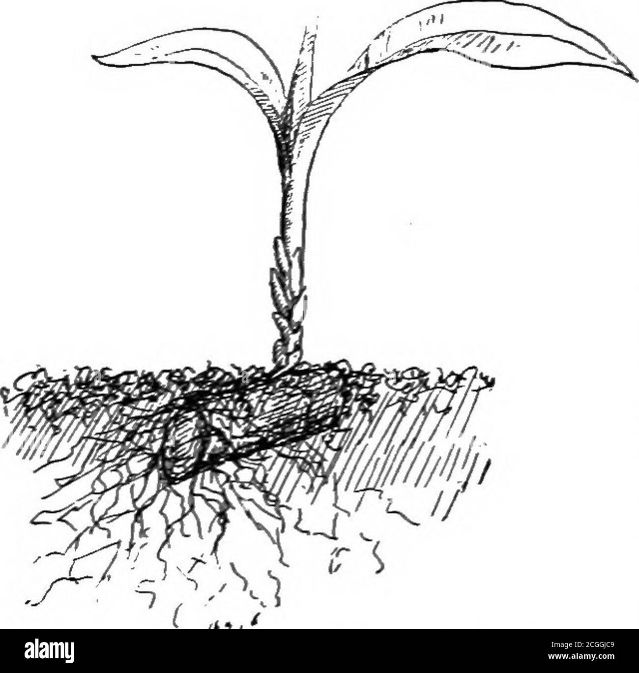 Propagating fruit plant Cut Out Stock Images & Pictures - Alamy