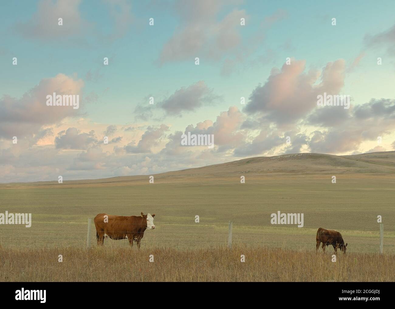 Vast agricultural fields in rural hi-res stock photography and images ...