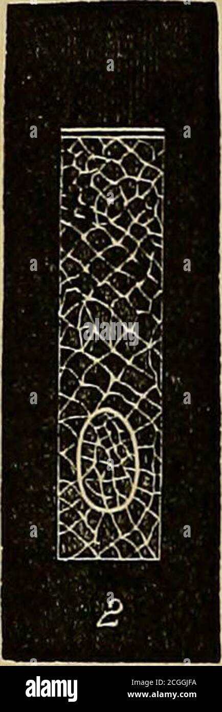 . Quain's elements of anatomy Stock Photo - Alamy