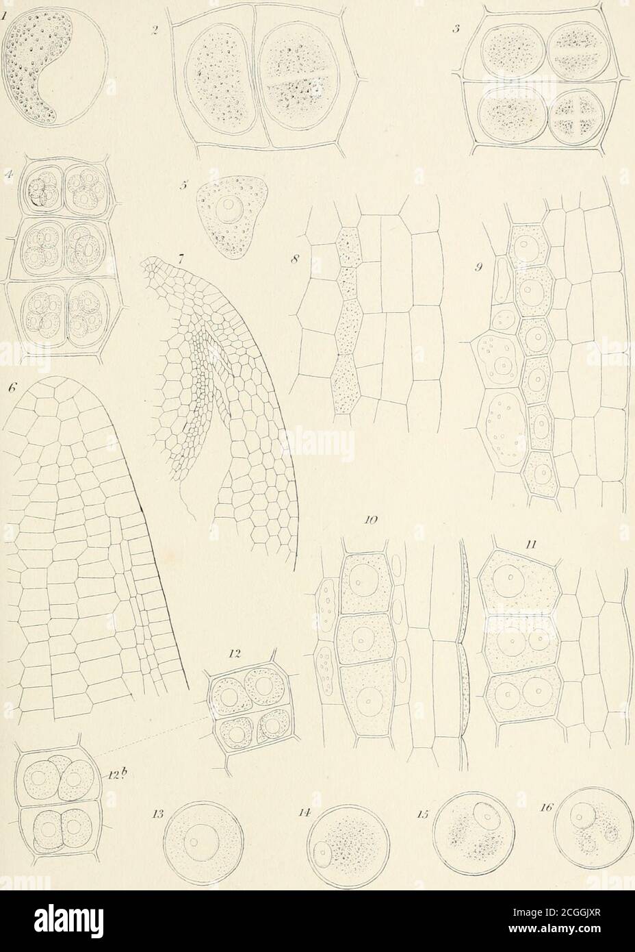 . On the germination, development, and fructification of the higher ...