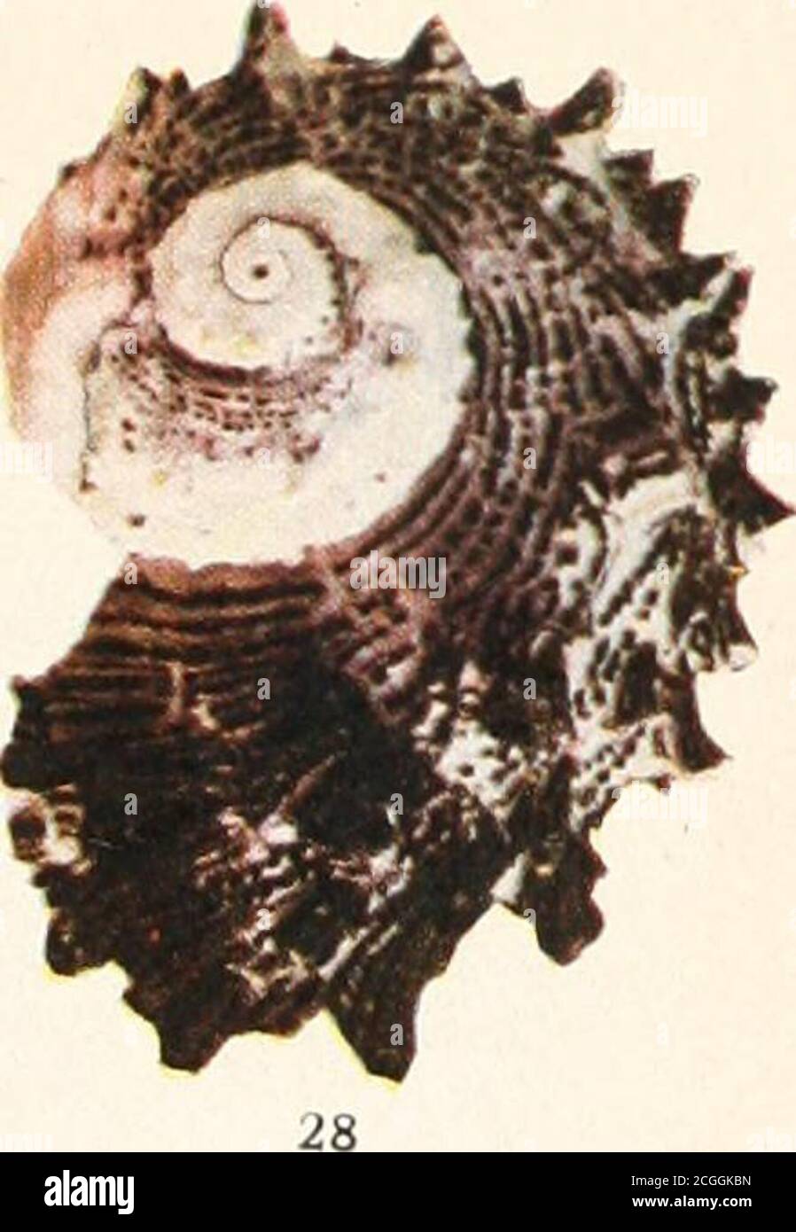 . The shell book . 26 Stock Photo - Alamy