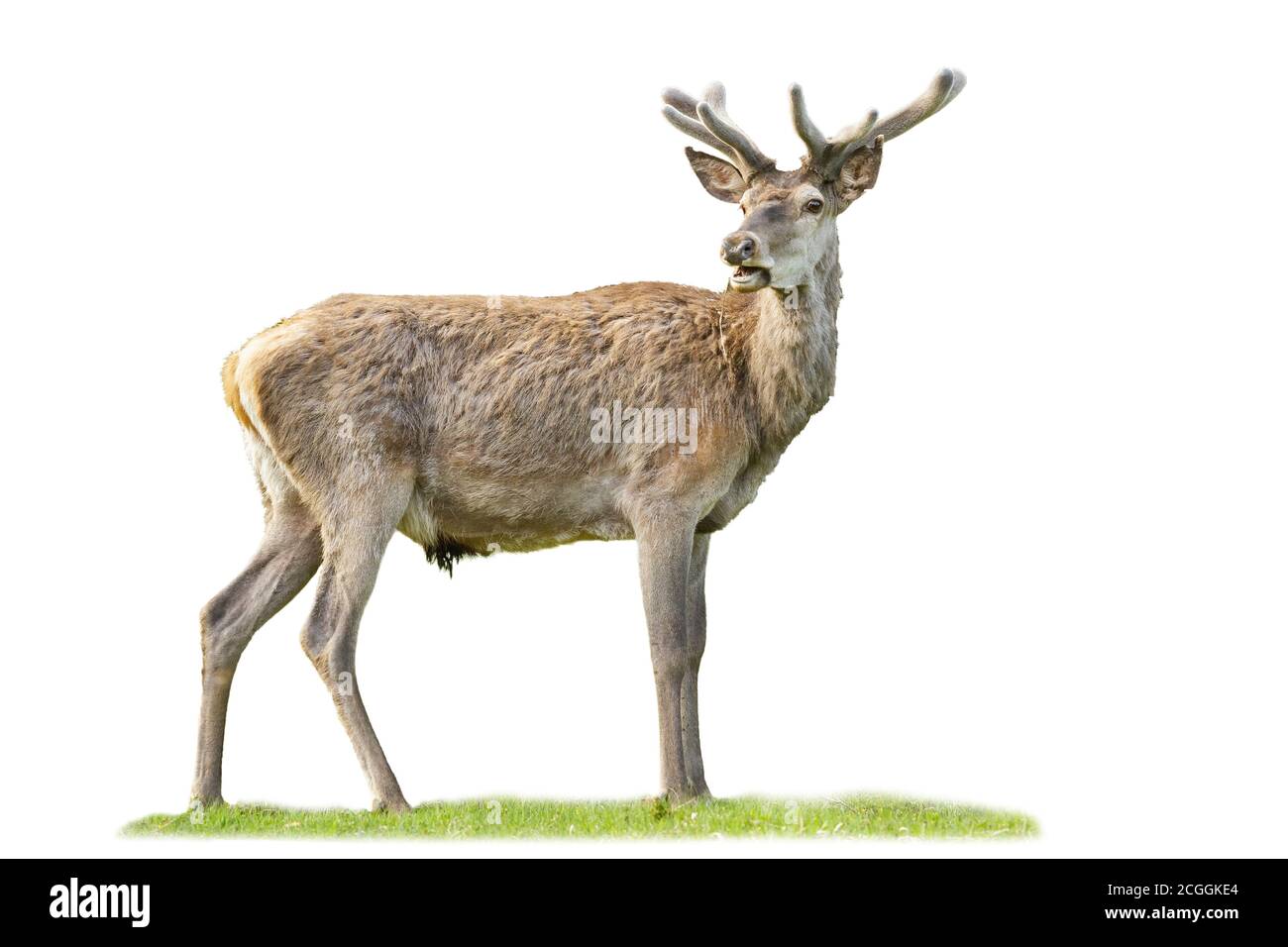 Calm red deer stag grazing with open mouth isolated on white background ...