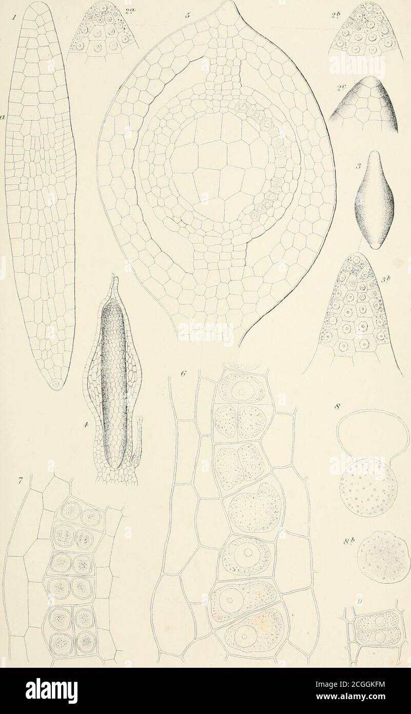 . On the germination, development, and fructification of the higher ...