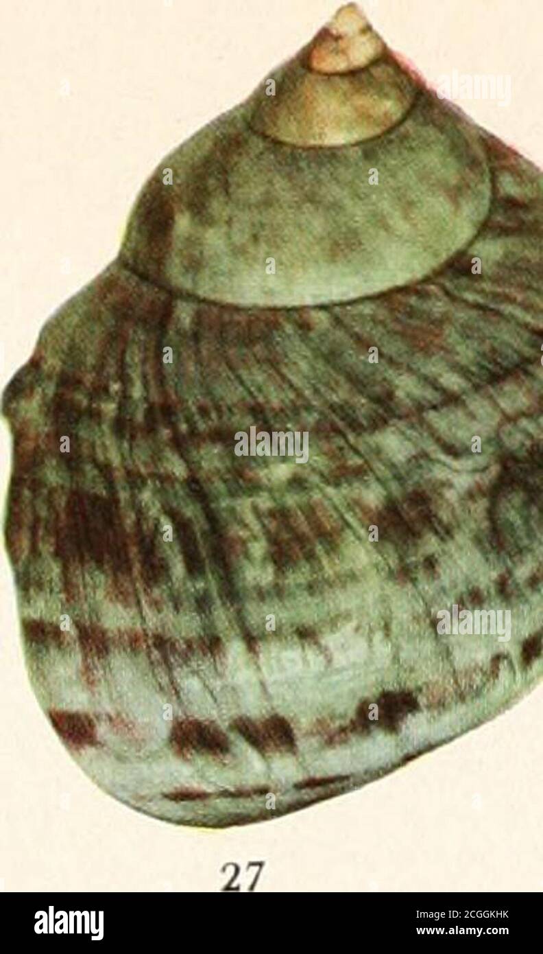 . The shell book Stock Photo - Alamy