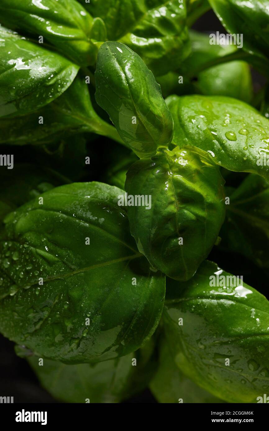 Fresh basil leaves Stock Photo - Alamy