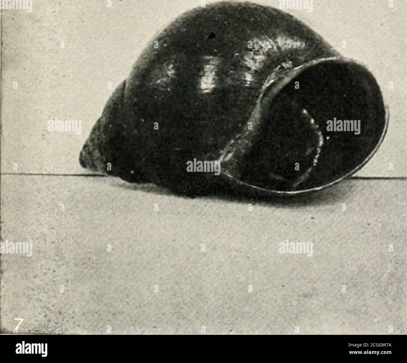 . The shell book Stock Photo - Alamy