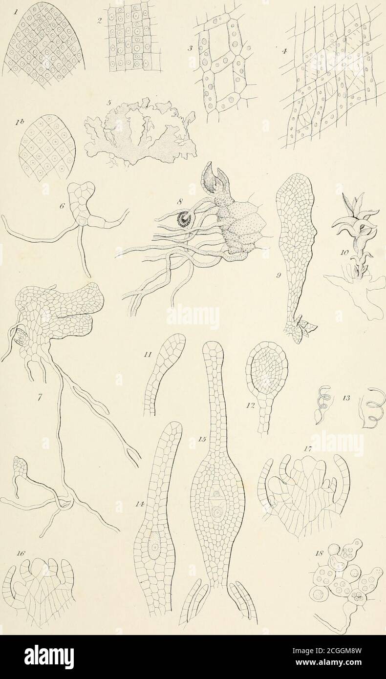 . On the germination, development, and fructification of the higher ...