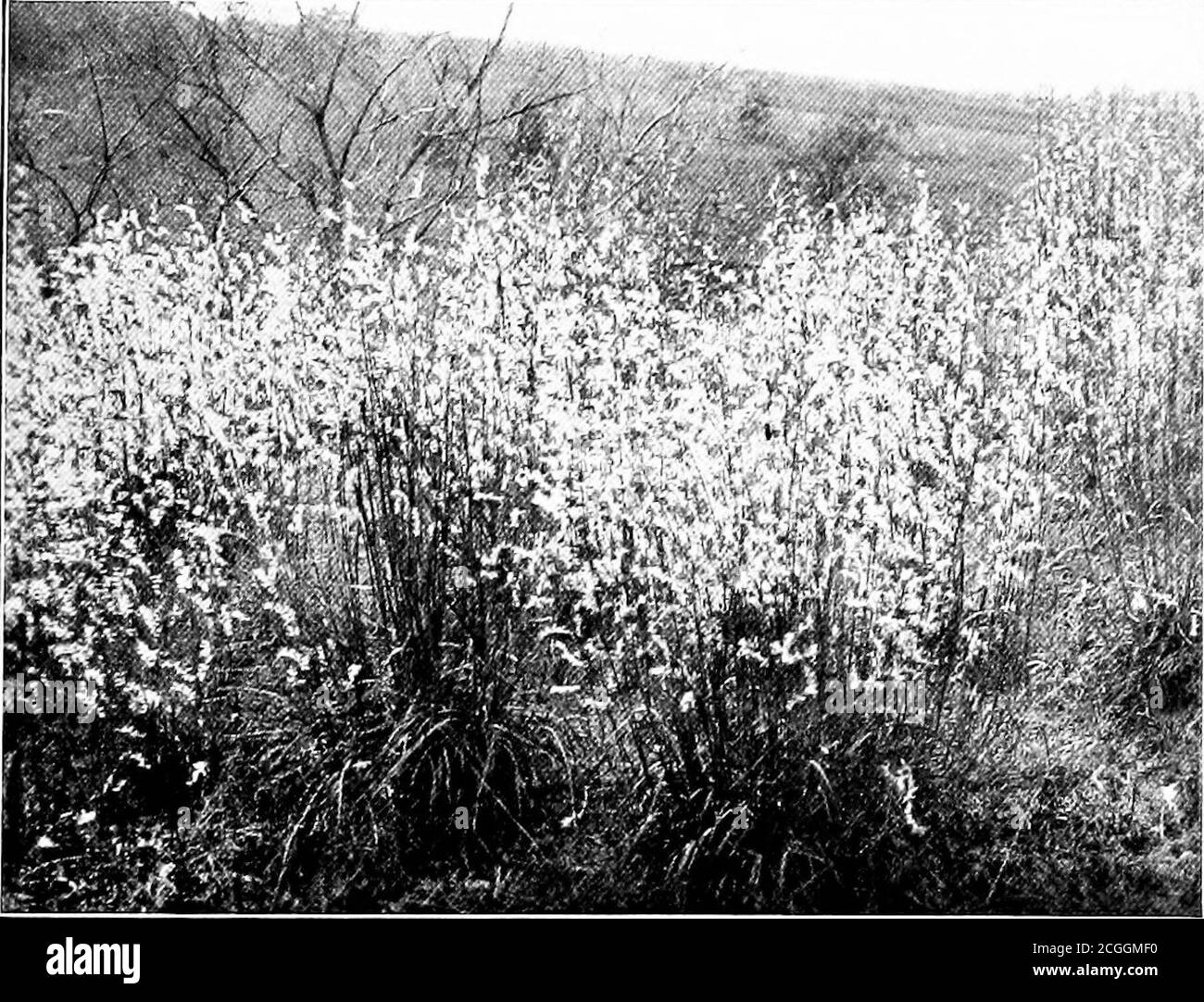 Trembling mouse Black and White Stock Photos & Images - Alamy