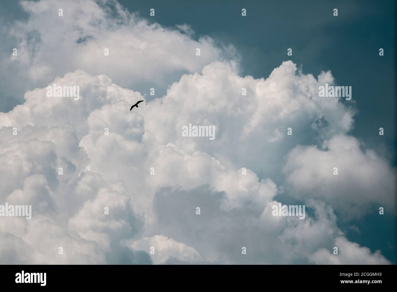 Bird Flying Through Cloud High Resolution Stock Photography and Images ...
