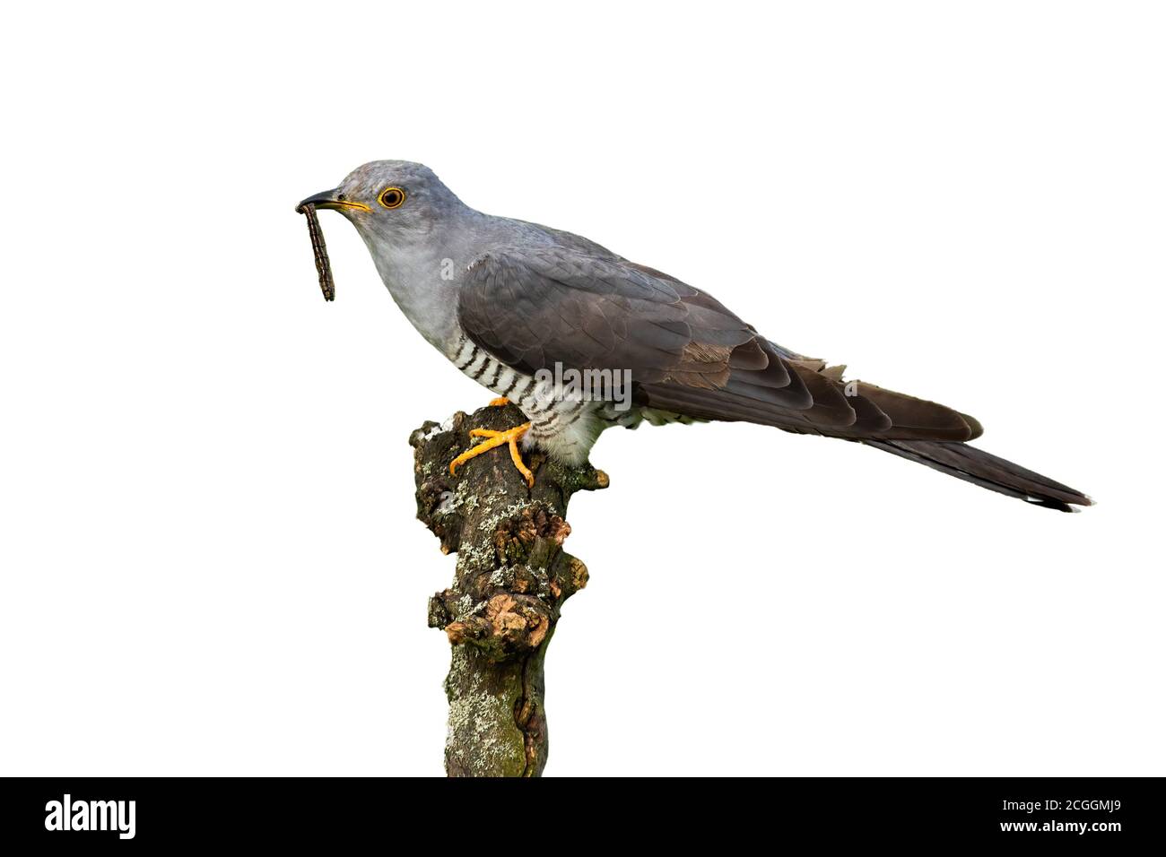 common cuckoo feeding on bough on white background Stock Photo - Alamy